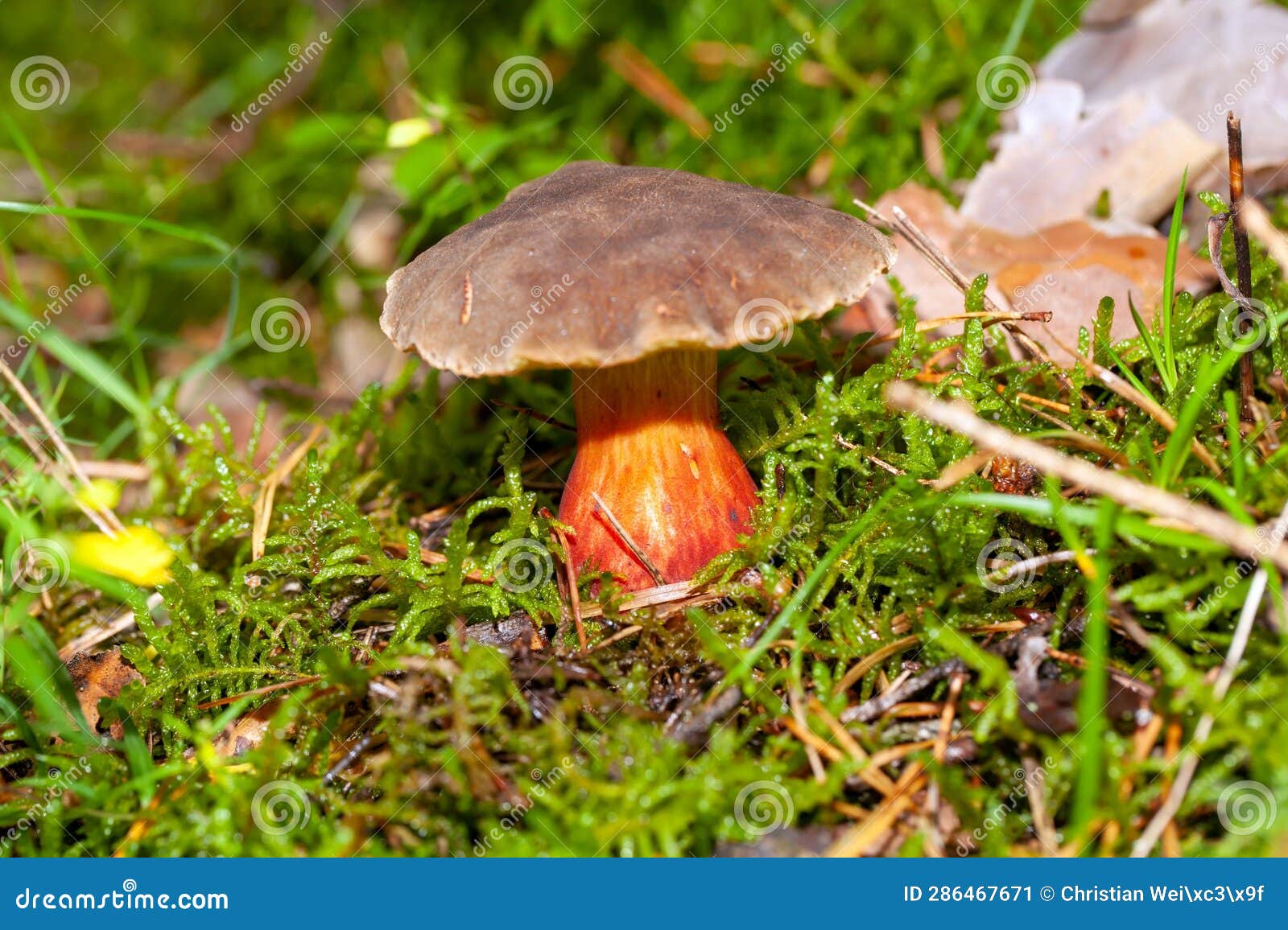 Red Cracking Bolete, Xerocomellus Chrysenteron Stock Image - Image of ...