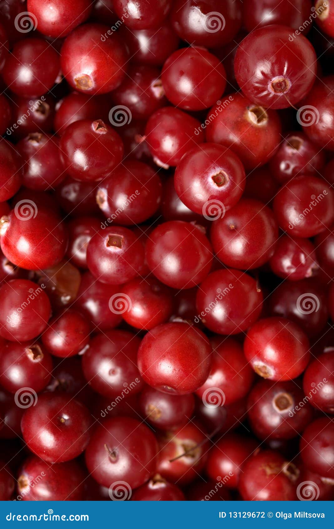 Red cranberries background stock photo. Image of autumn - 13129672