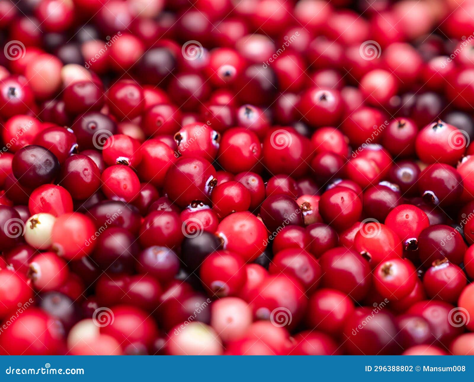 Red Cranberries in the Forest Stock Photo - Image of vegetarian, nature ...