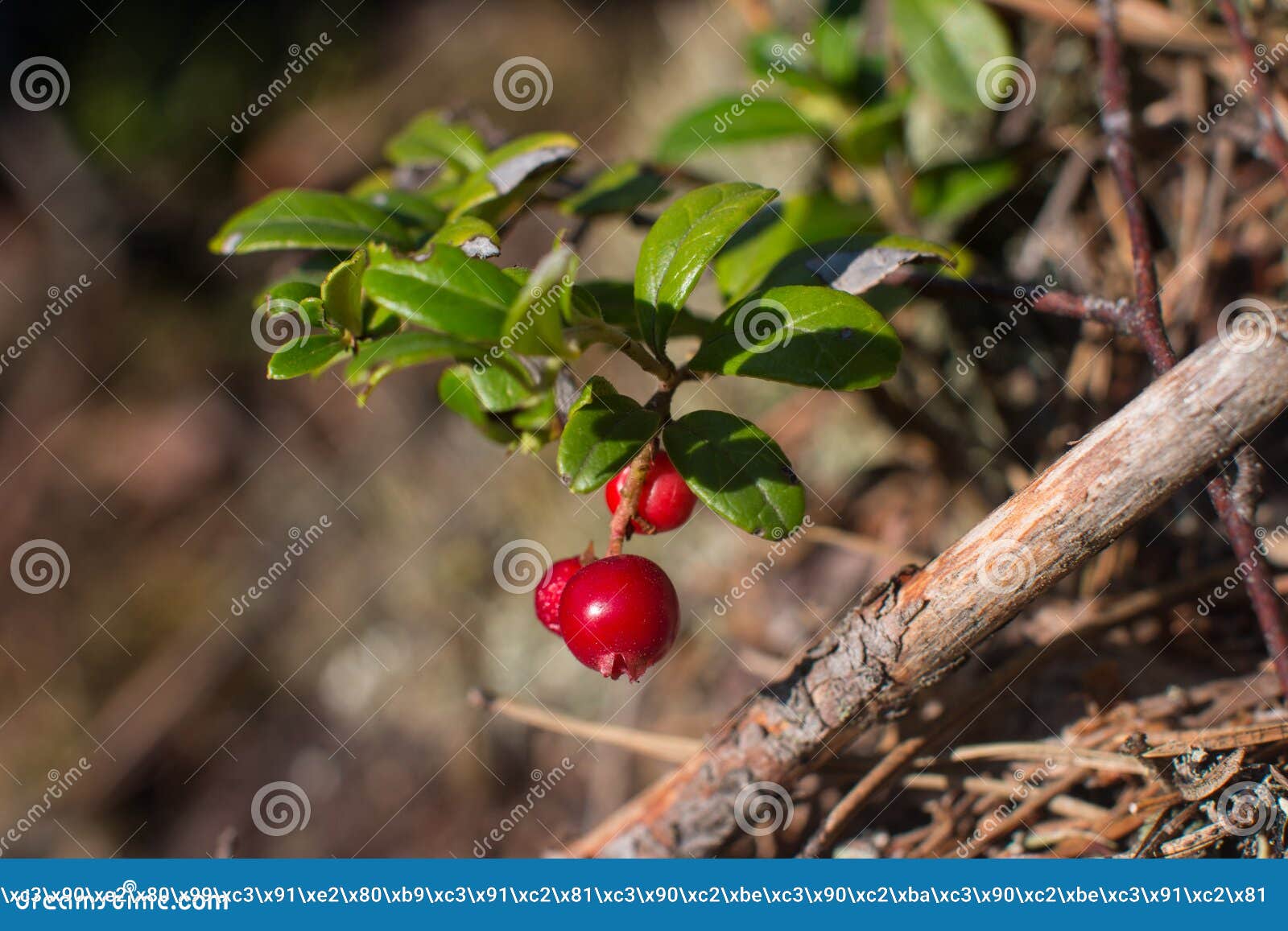 Red Cranberries Growing in the Wild Forest. Stock Image - Image of ...