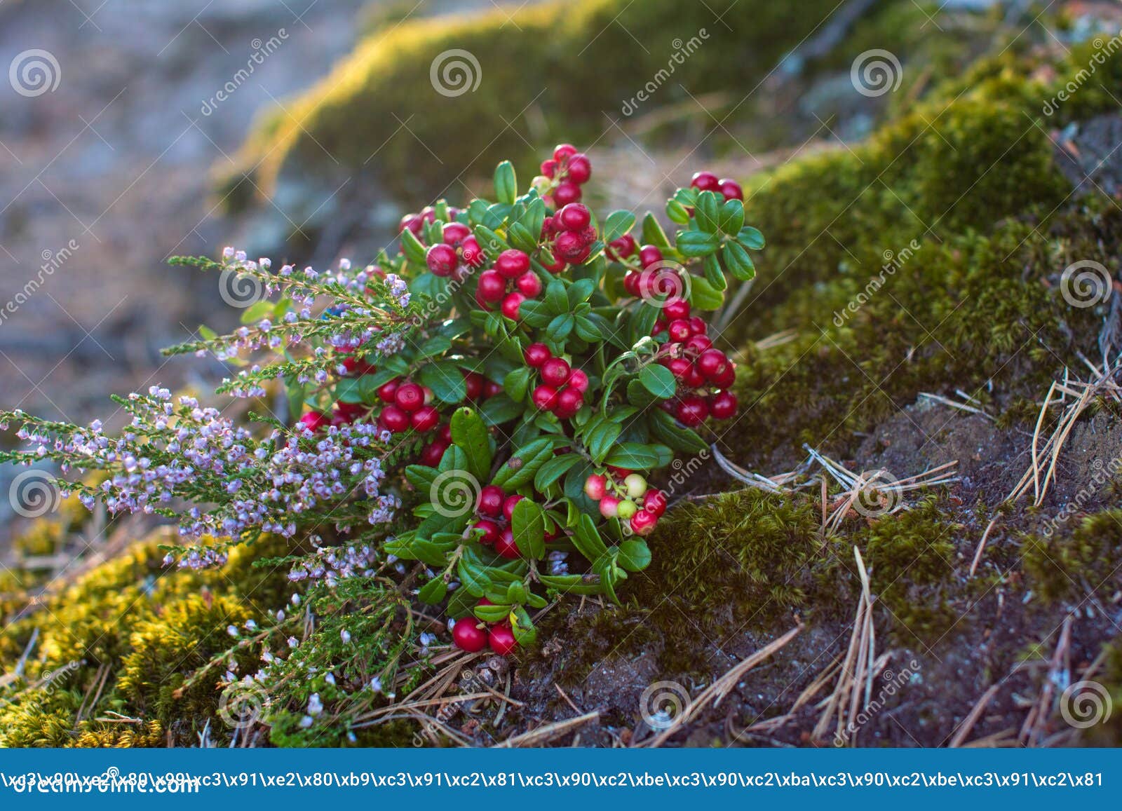 Red Cranberries Growing in the Wild Forest. Stock Photo - Image of ...