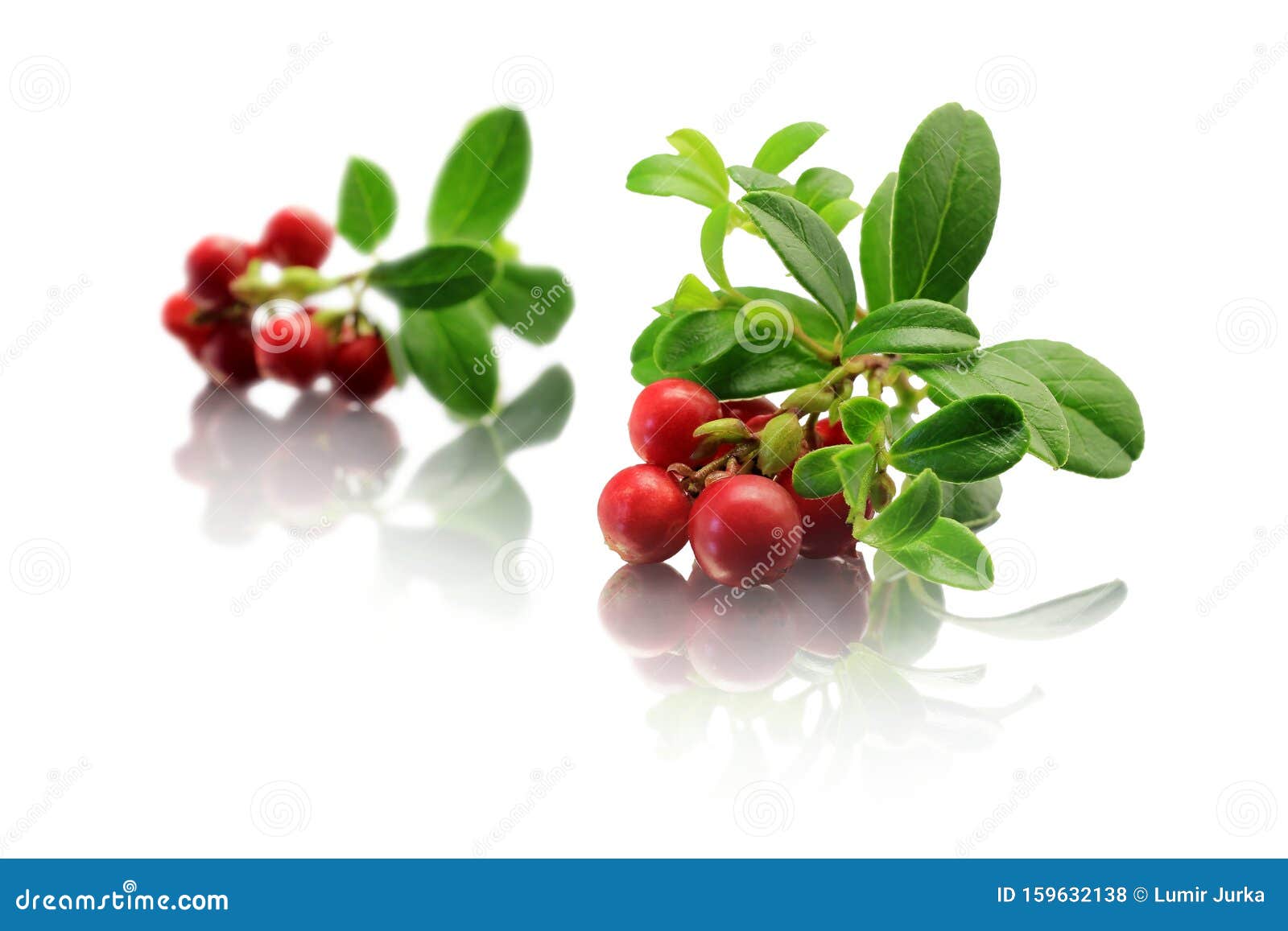 Red Cranberries with Leaves Stock Photo - Image of objects, cranberry ...
