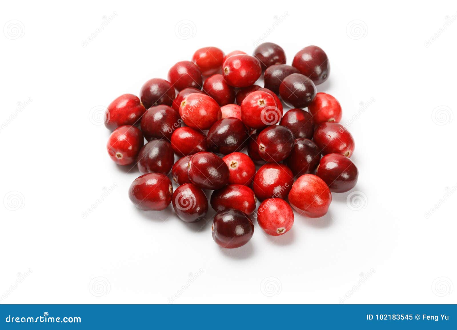 Red cranberry fruit stock image. Image of background - 102183545