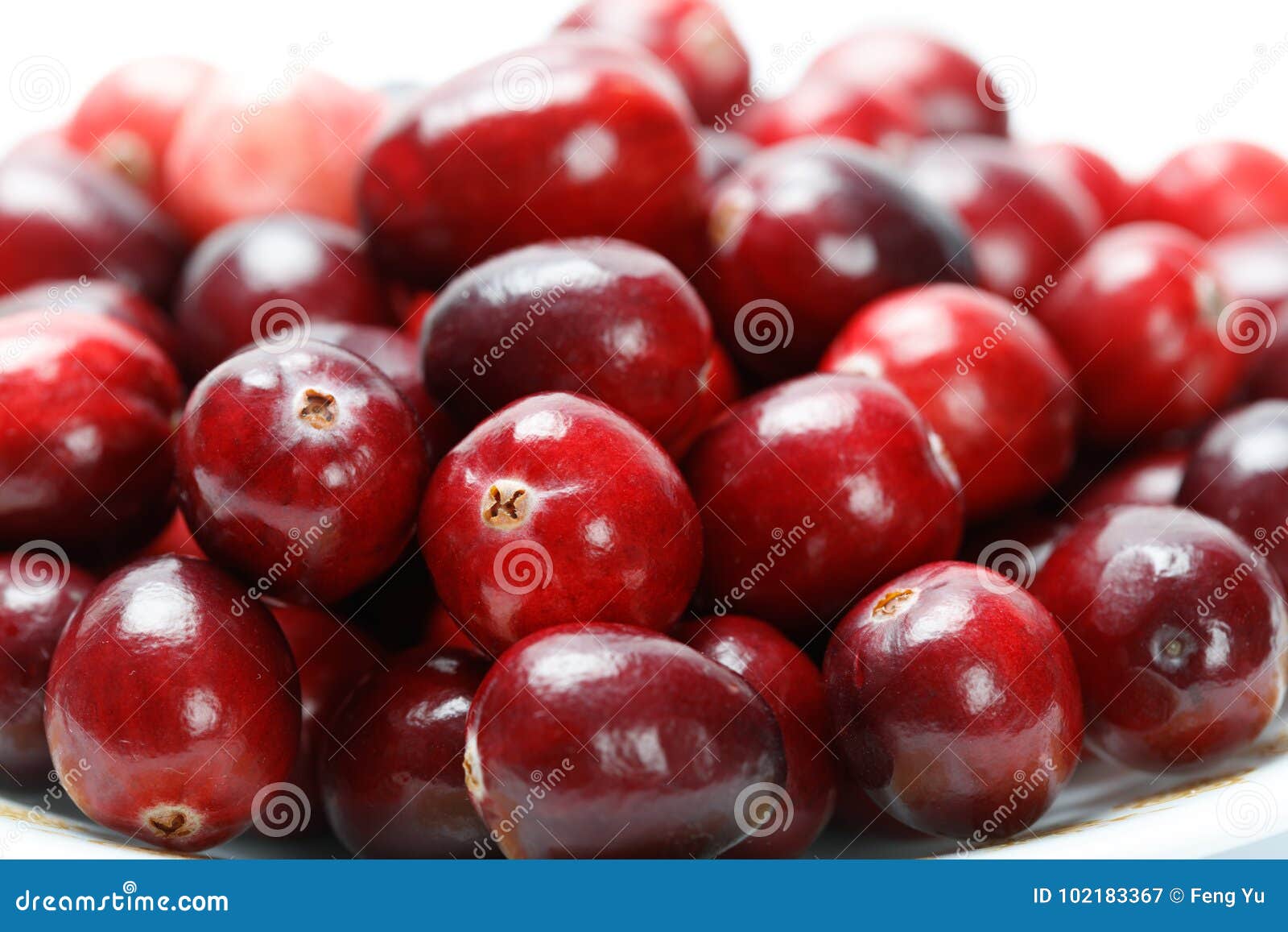 Red cranberry fruit stock image. Image of cranberry - 102183367
