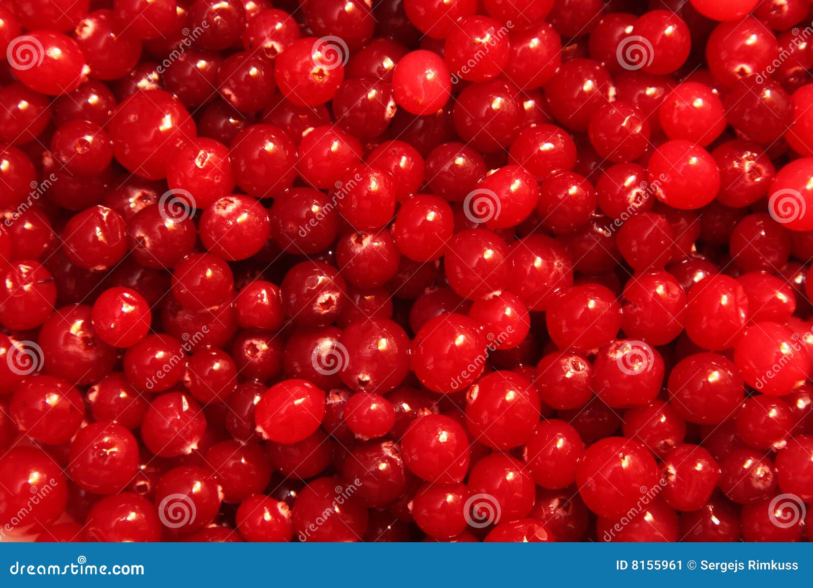Red Cranberry Texture stock image. Image of texture, food - 8155961