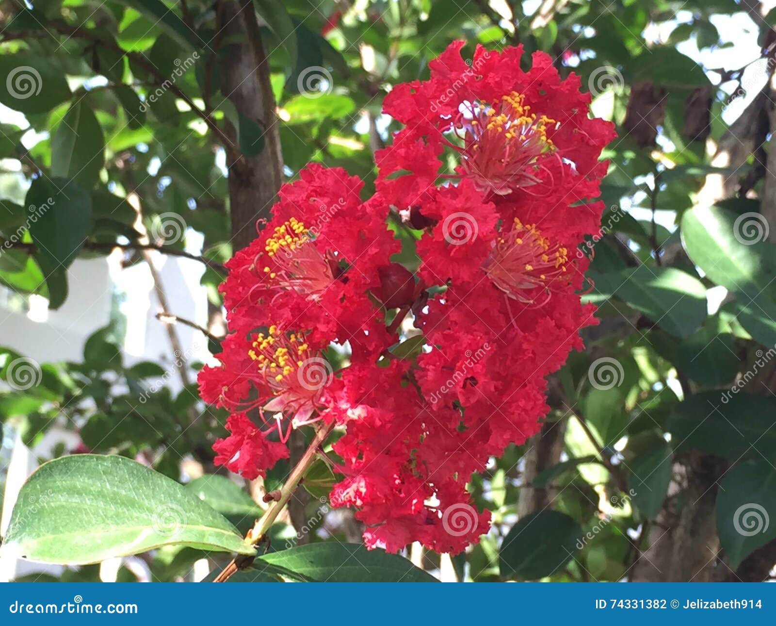 Red crape myrtle tree stock photo. Image of crape, myrtle - 74331382