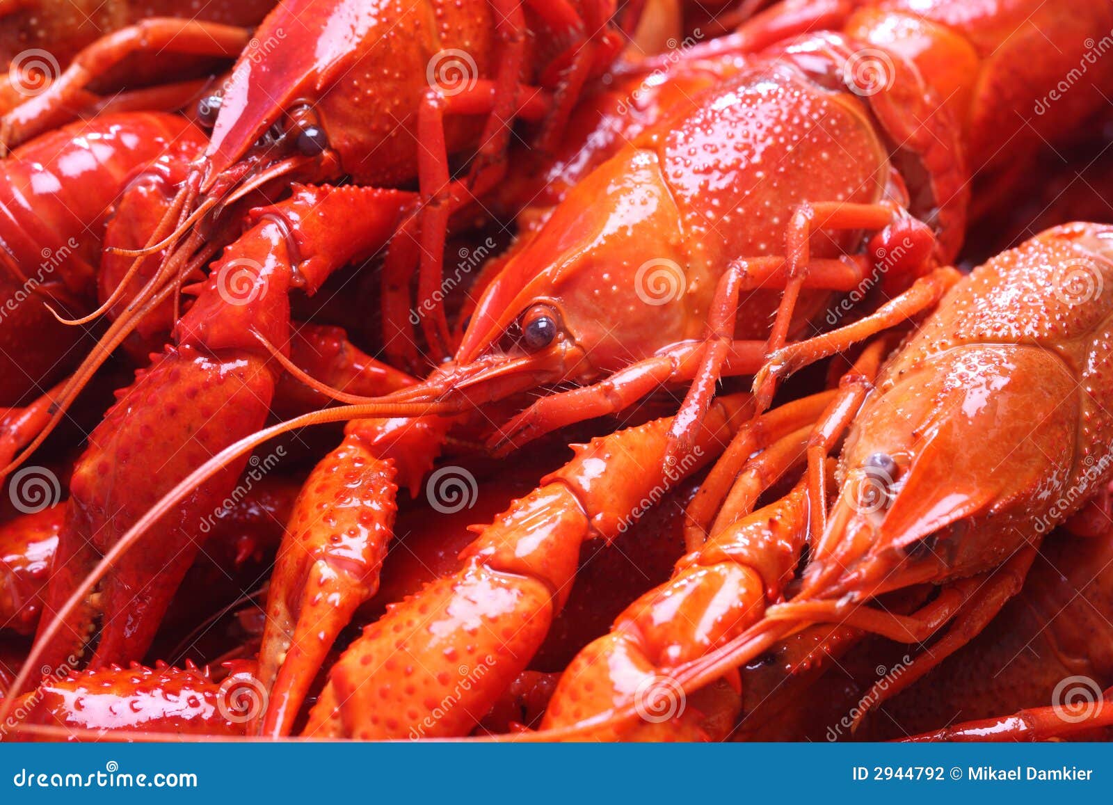 Red crawfish stock photo. Image of close, color, claw - 2944792