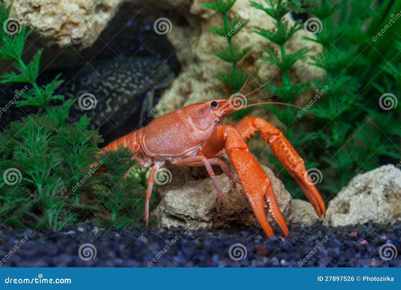 Crawfish In The Aquarium Royalty-Free Stock Image | CartoonDealer.com ...