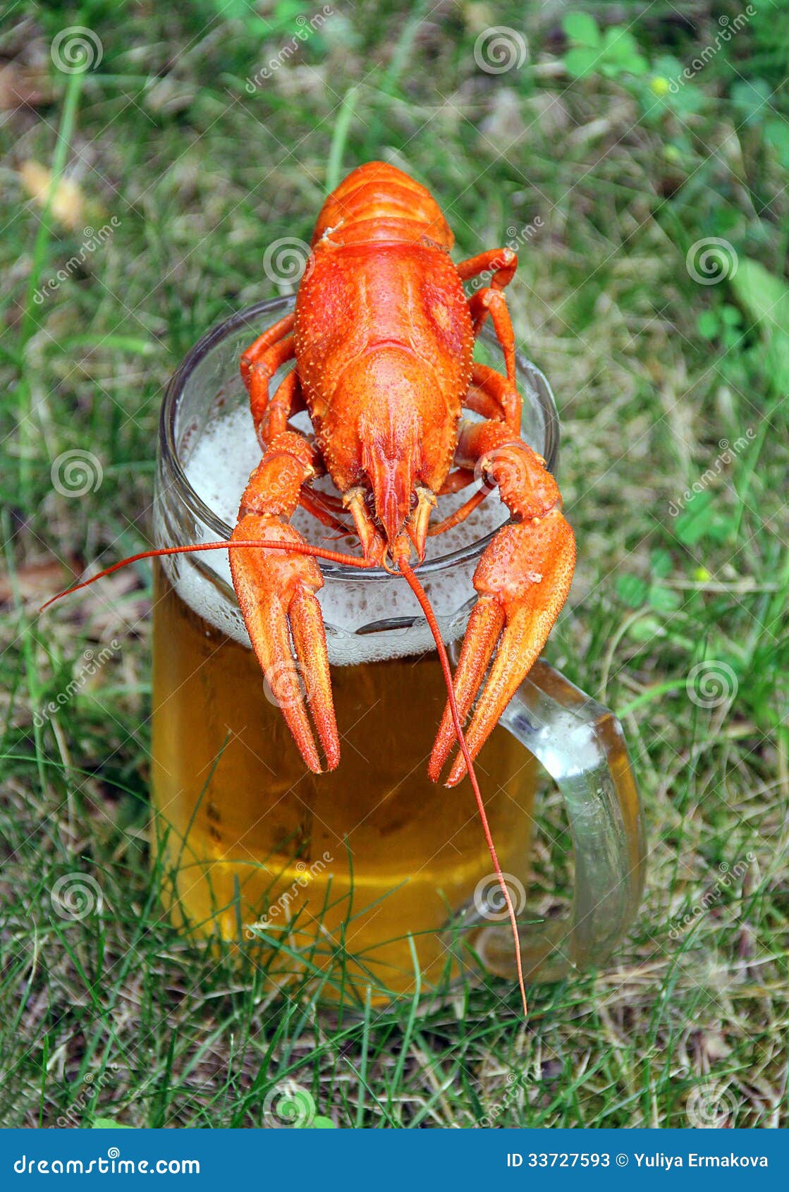 Red crawfish stock image. Image of fish, white, background - 33727593