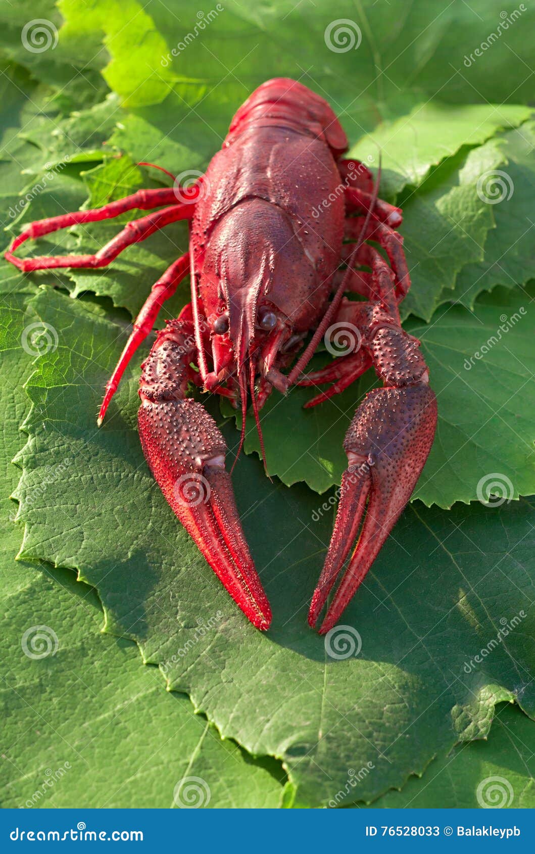 Red crawfish stock image. Image of crayfish, prepared - 76528033