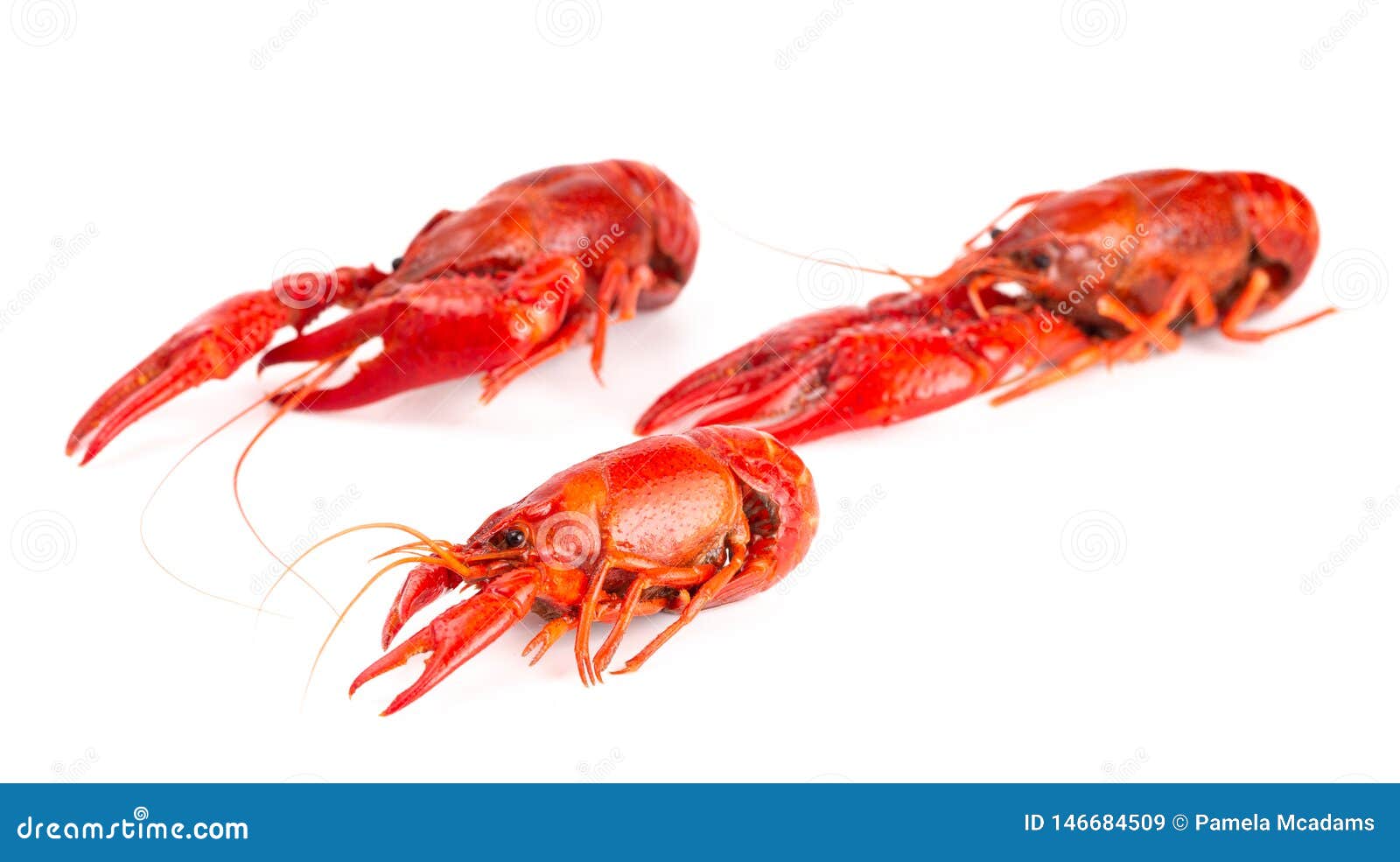 Red Crawfish Isolated on a White Background Stock Image - Image of ...
