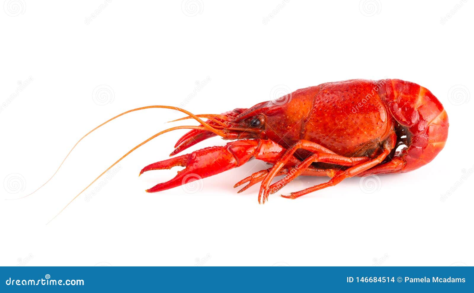 Red Crawfish Isolated on a White Background Stock Photo - Image of ...