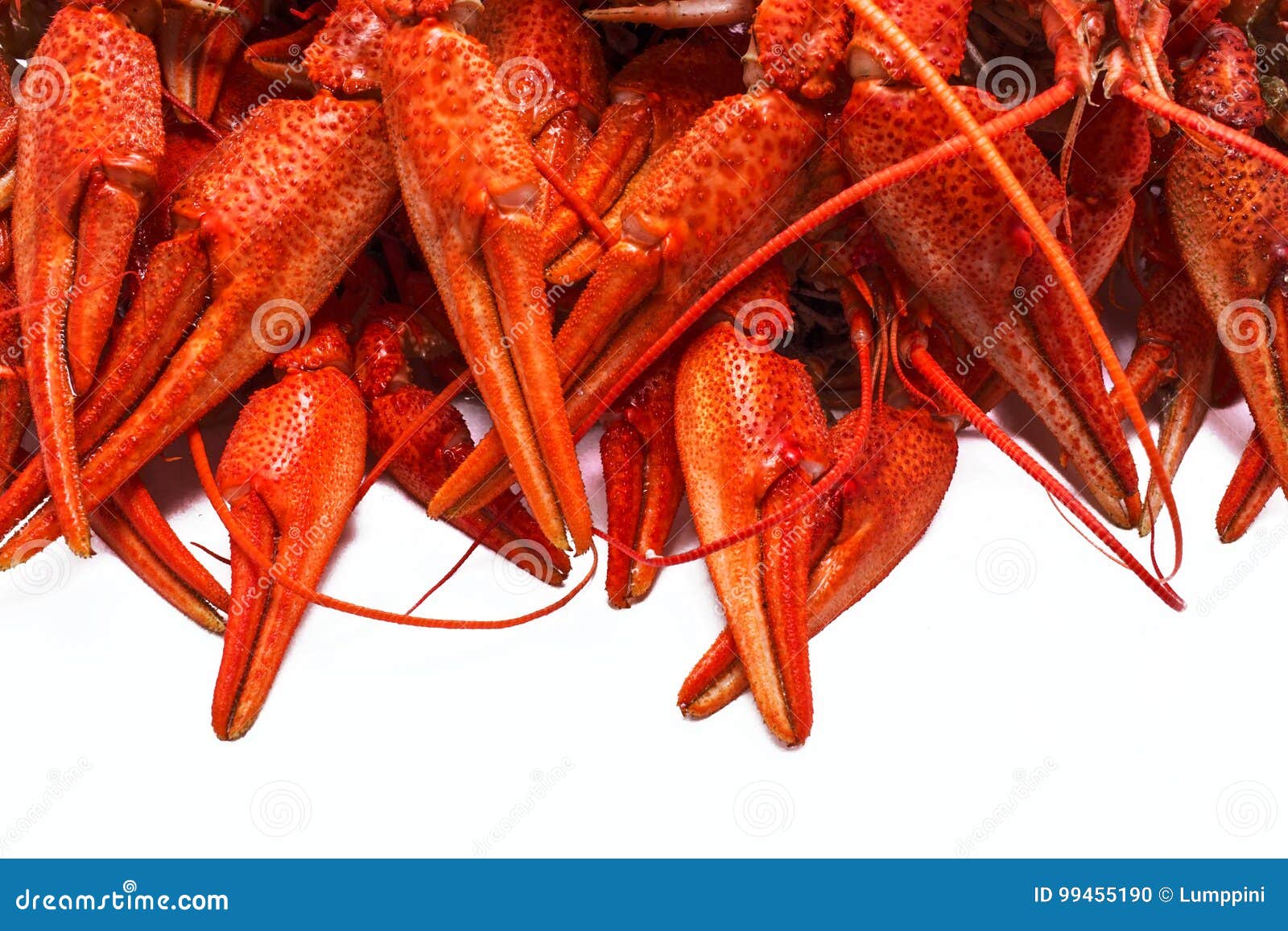 Red Crawfish with Large Claws, Isolated on White Background. Stock ...
