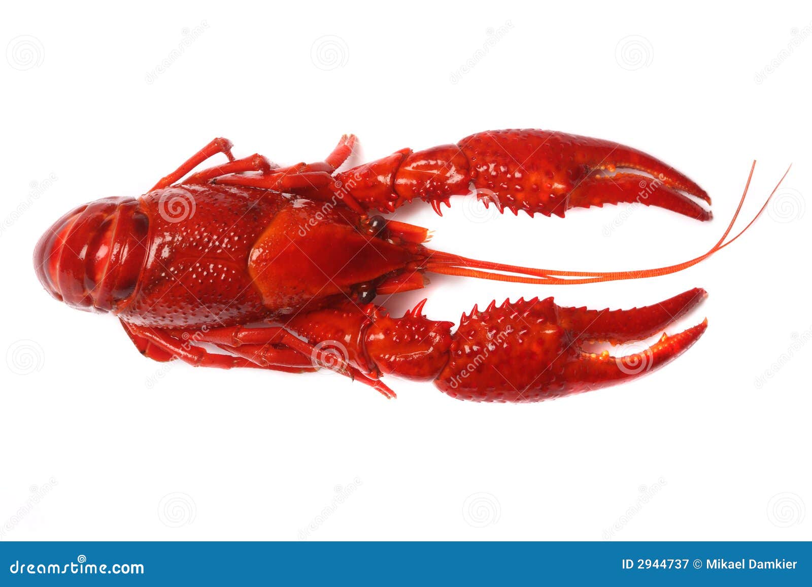 Red crawfish on white stock image. Image of claw, dinner - 2944737