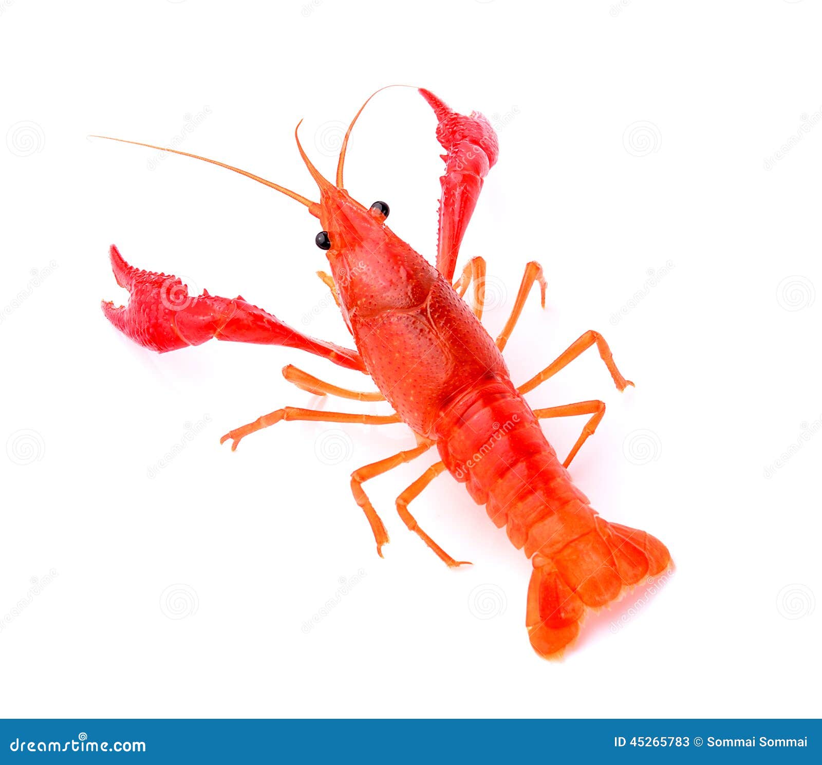 Red Crawfish on White Background Stock Image - Image of seafood ...