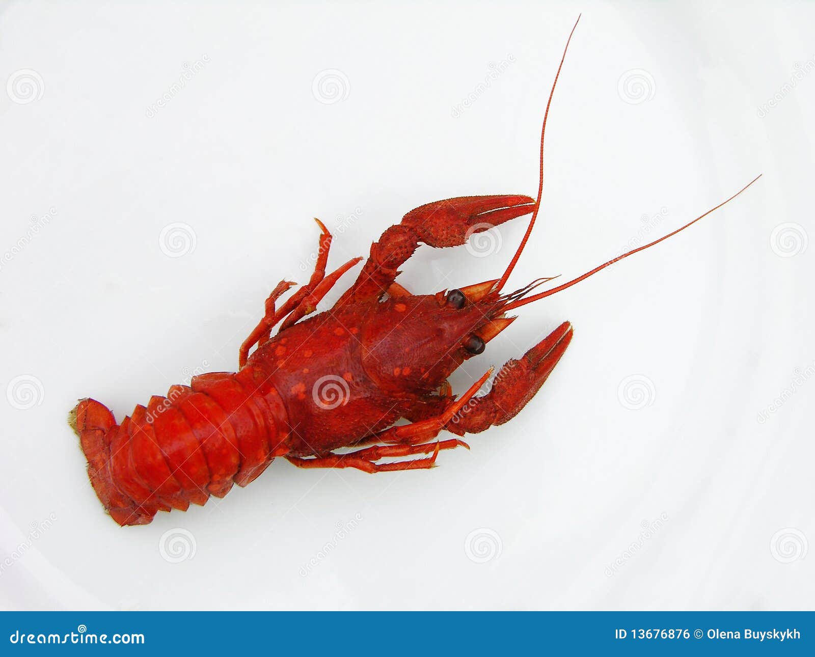 Red crayfish stock photo. Image of pincers, dinner, sharp - 13676876