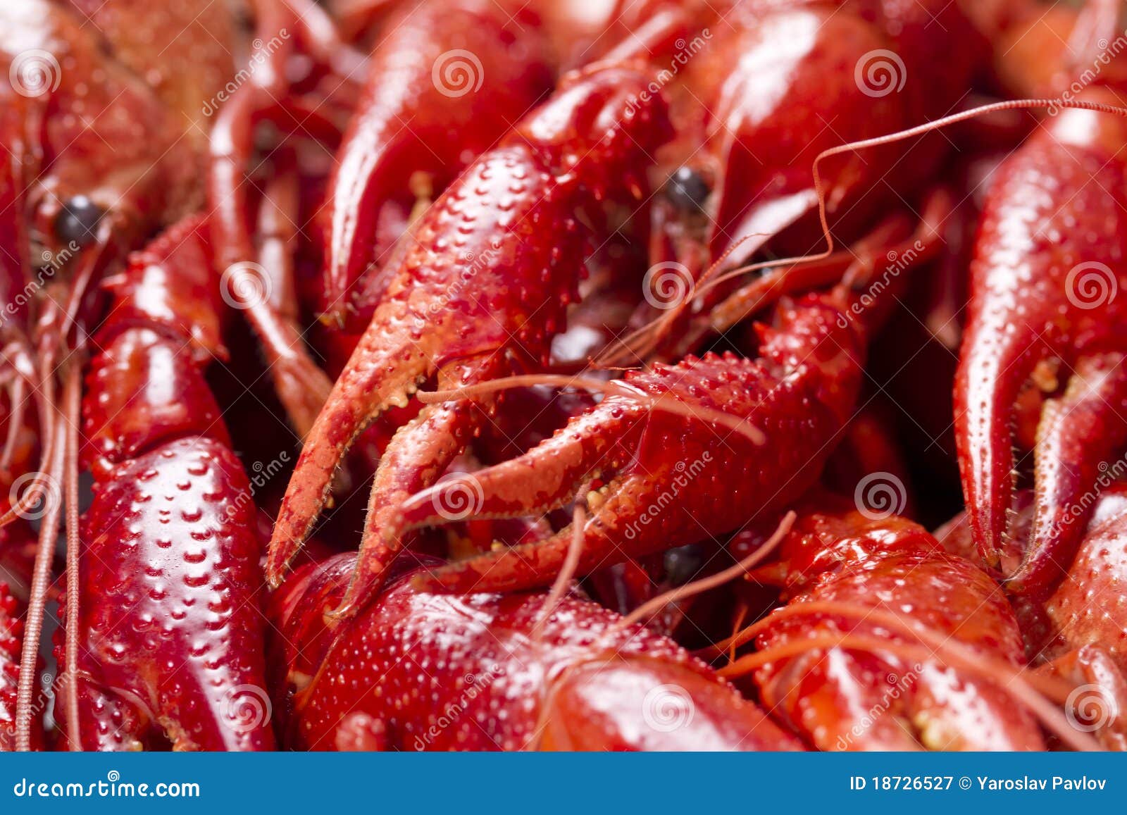 Red crayfish stock image. Image of crayfish, prepared - 18726527