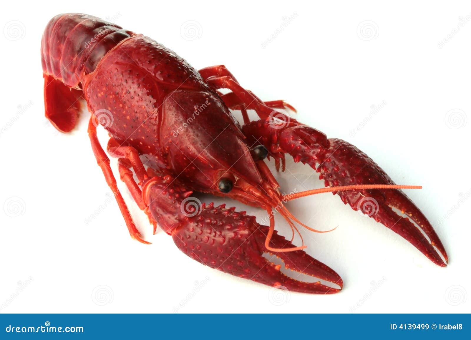 Red crayfish stock image. Image of lunch, dinner, gourmet - 4139499