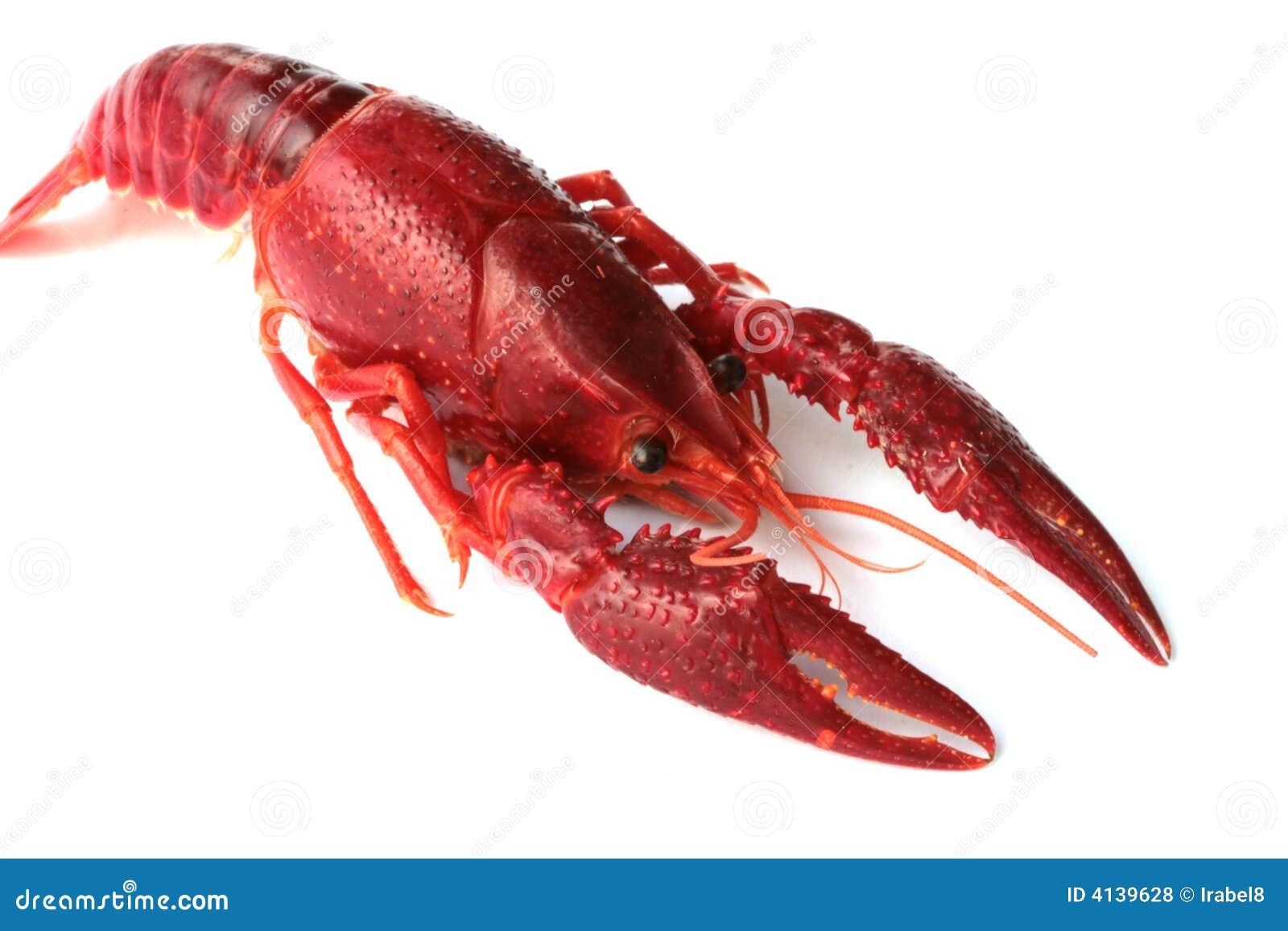 Red Crayfish Royalty Free Stock Photos - Image: 4139628