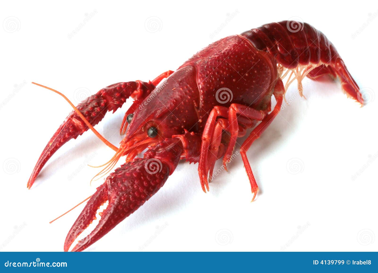 Red crayfish stock image. Image of freshness, close, antenna - 4139799