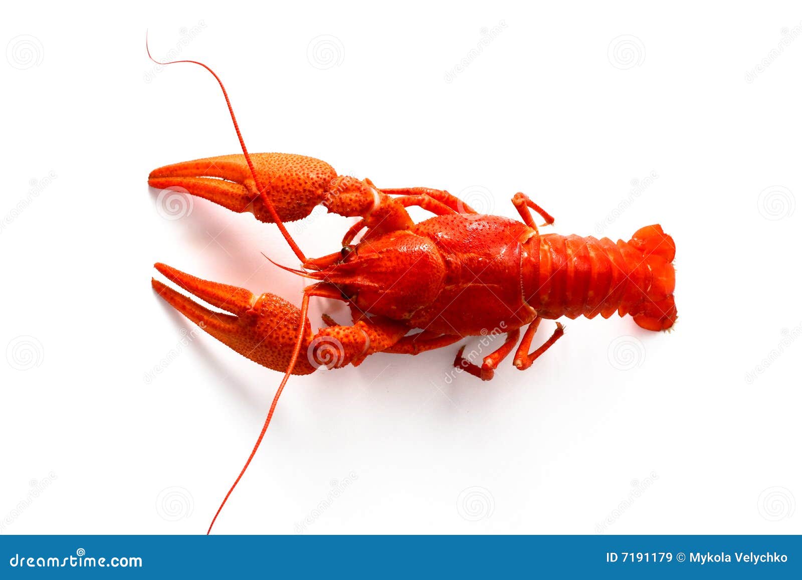 Red crayfish stock image. Image of heat, lobster, lunch - 7191179