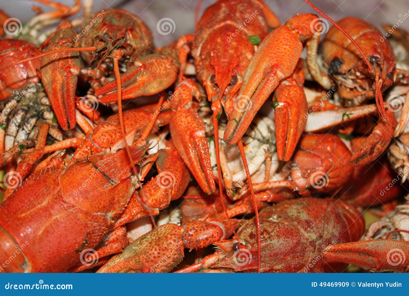 Red crayfish stock image. Image of close, lobster, seafood - 49469909