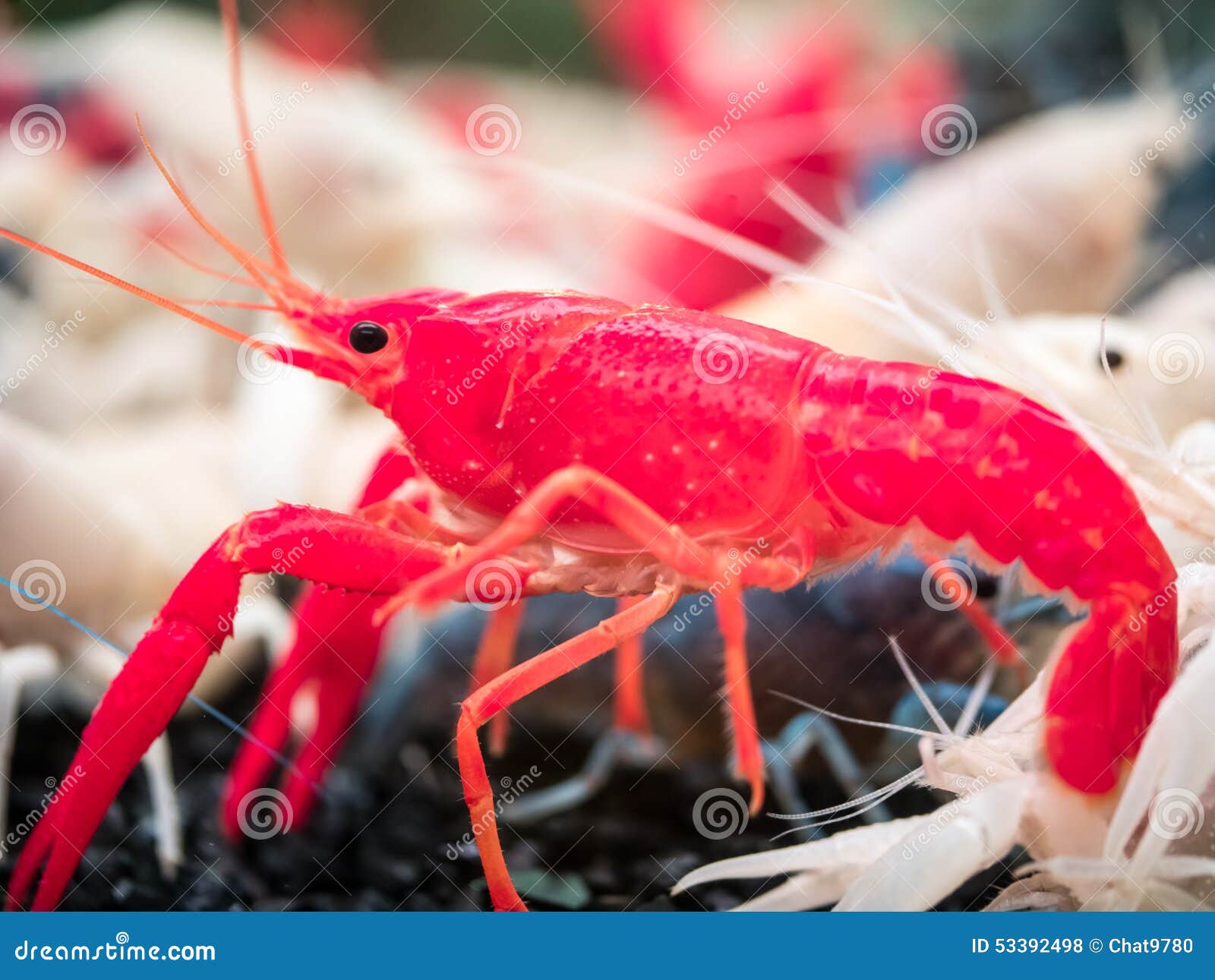 Red crayfish stock photo. Image of swimming, arthropod - 53392498