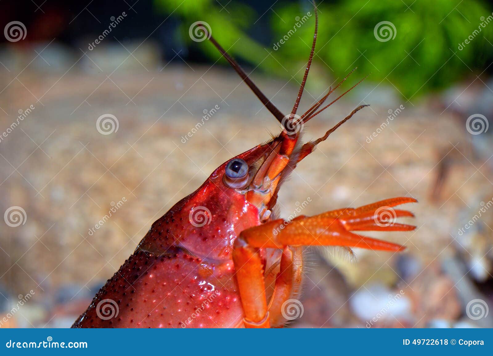 Red crayfish stock photo. Image of crayfish, body, water - 49722618