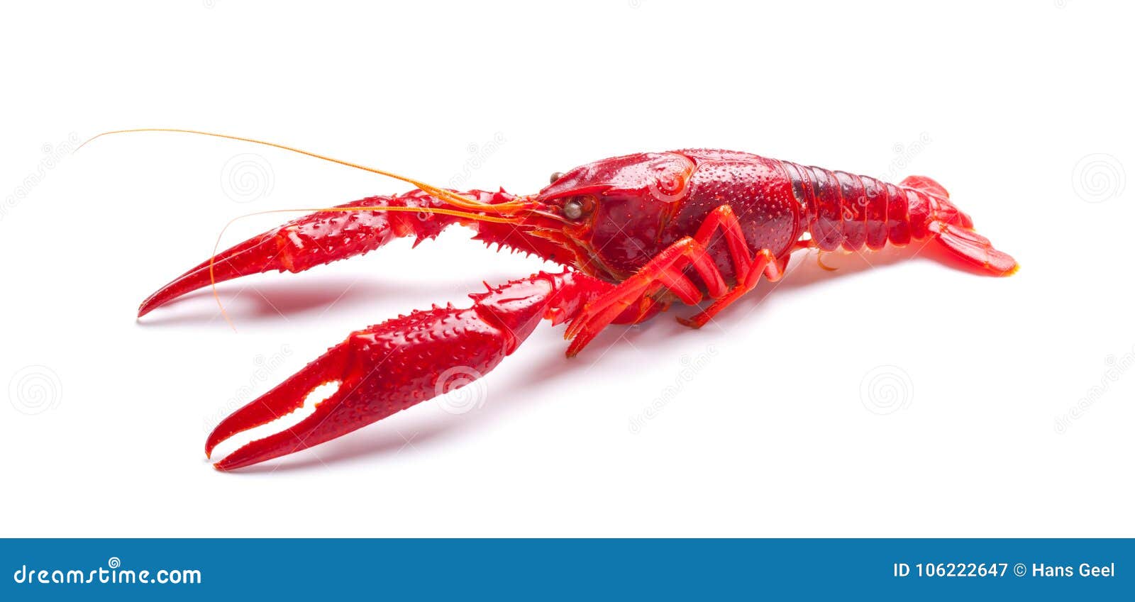 Red Crayfish Isolated on a Seamless White Background Stock Image ...