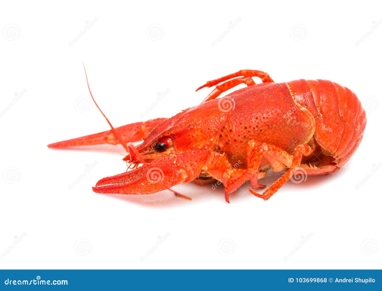 Red Crayfish on a White Background Stock Photo - Image of crab, river ... Red Crayfish on a White Background Stock Photo - Image of crab, river ...