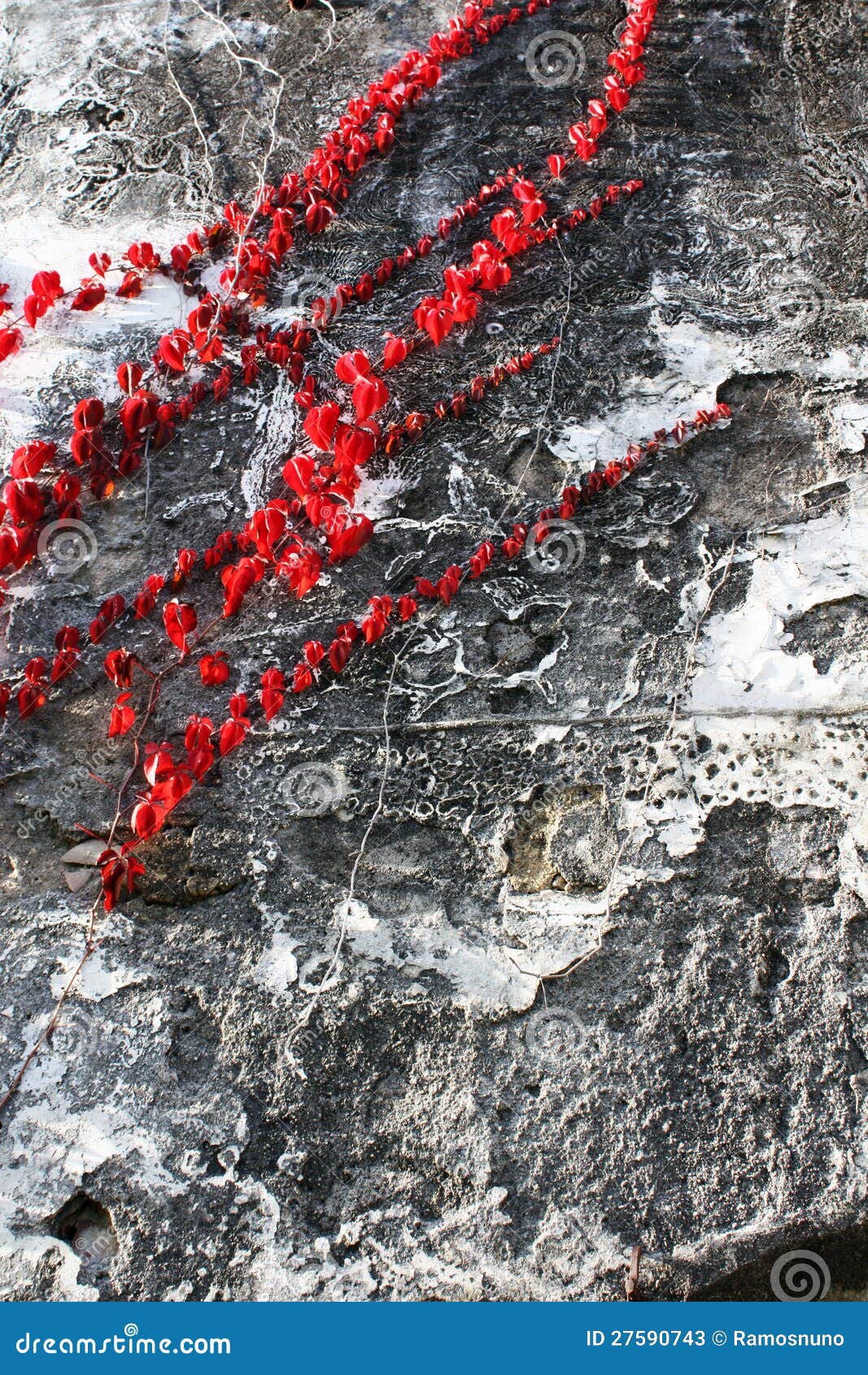 Red creeper stock image. Image of brown, growth, natural - 27590743