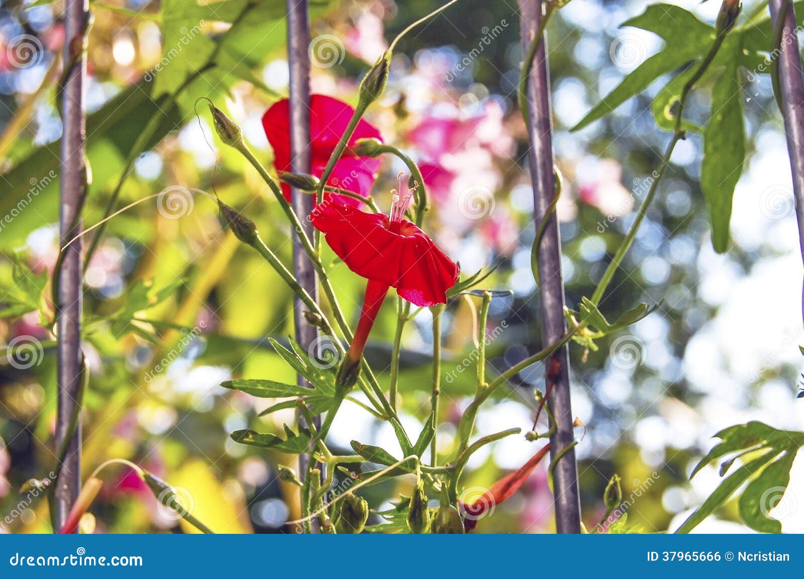 Red creeper flower stock photo. Image of bloom, isolated - 37965666