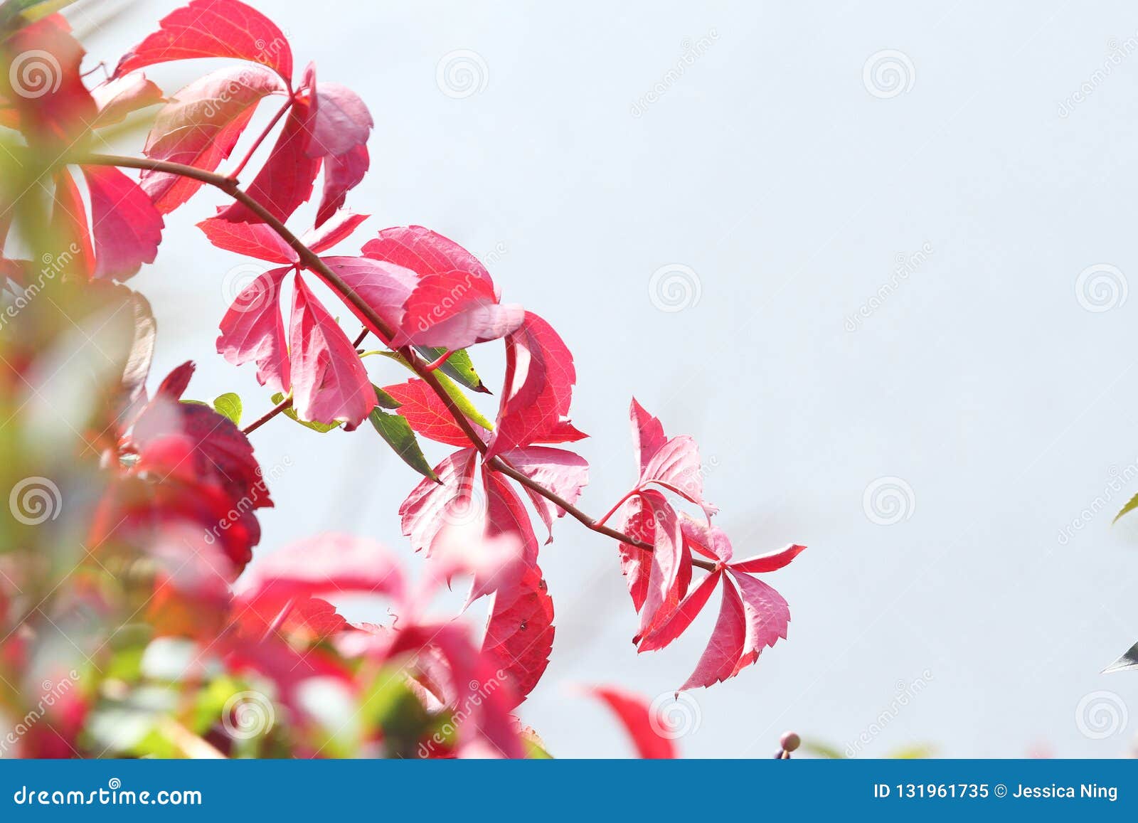 Red Creeper Leaves in Autumn Stock Image - Image of bright, gentle ...