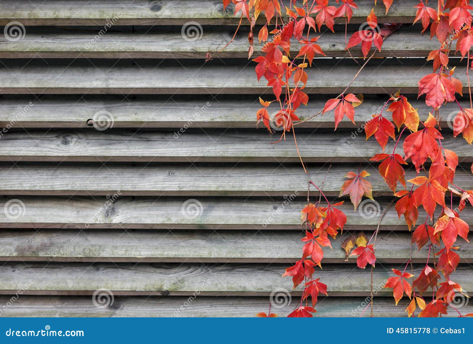 Red creeper stock photo. Image of texture, botanical - 45815778