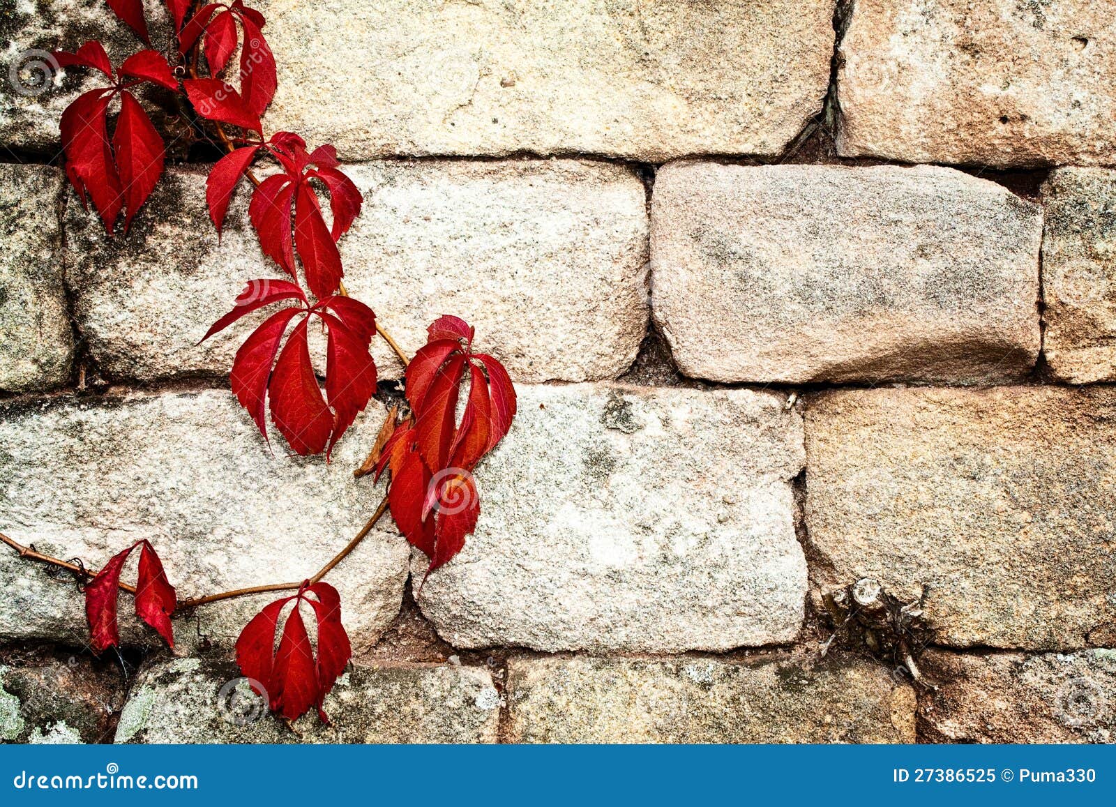Red Creeper Plant on a Vintage Wall Stock Image - Image of garden, leaf ...