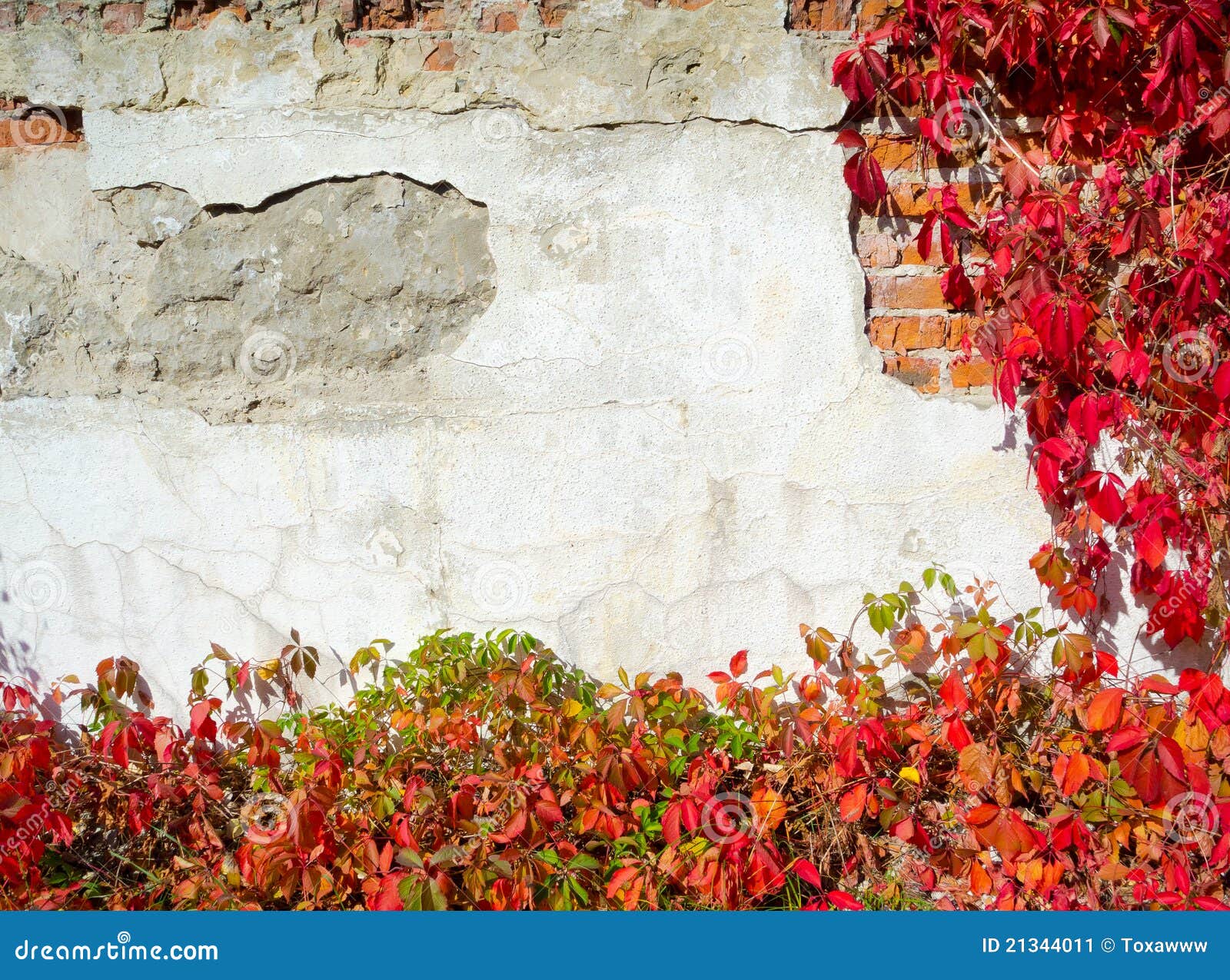 Red creeper plant on wall stock image. Image of building - 21344011