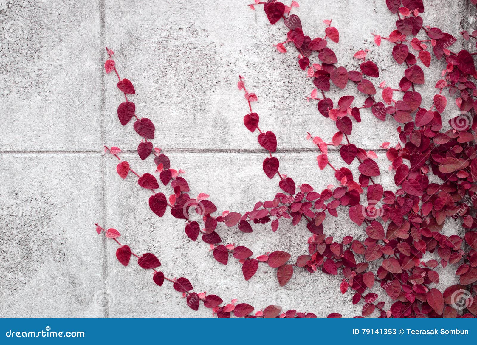 Red Creeper Plant on the Wall Stock Image - Image of flora, botany ...