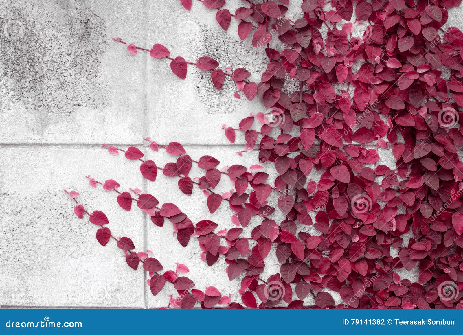 Red Creeper Plant on the Wall Stock Photo - Image of natural, flora ...