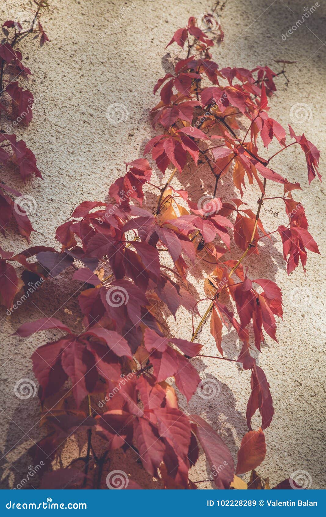 Red creeper stock image. Image of turned, leaf, turn - 102228289