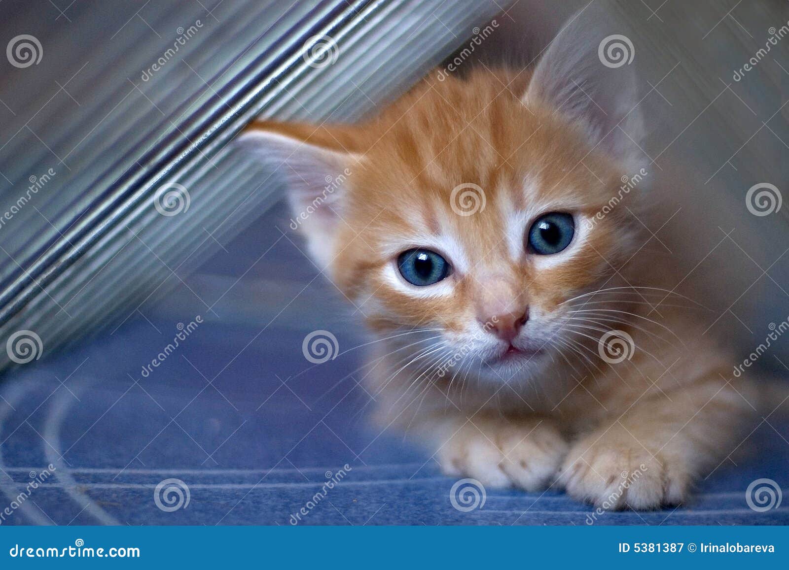 Red creeping kitten stock image. Image of cage, kitten - 5381387