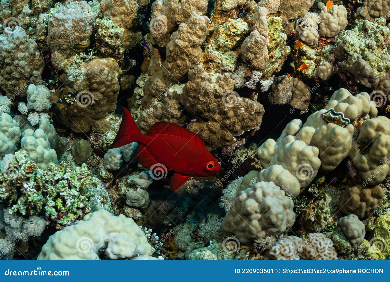 Red Crescent-tail Bigeye Fish Stock Image - Image of animal, john ...