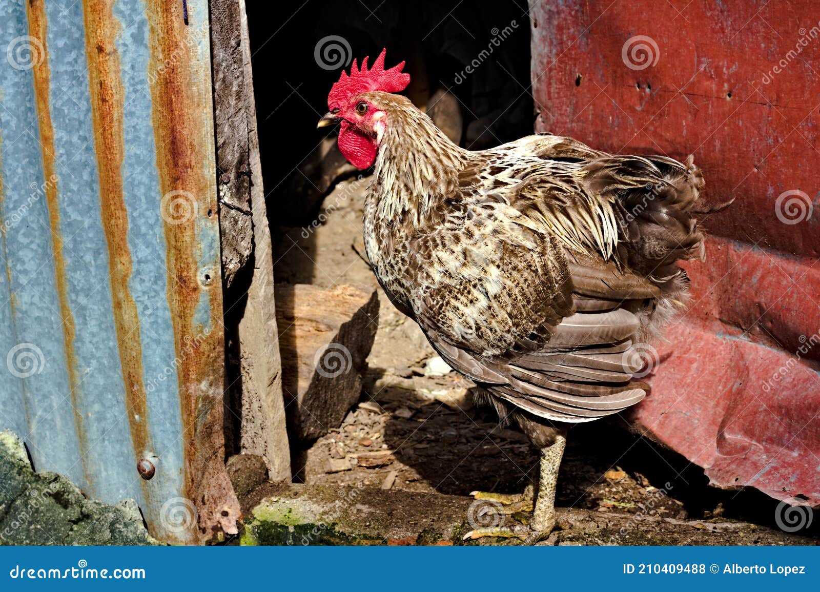 A Red Crest Rooster Rests at the Entrance of a Barn Stock Photo - Image ...