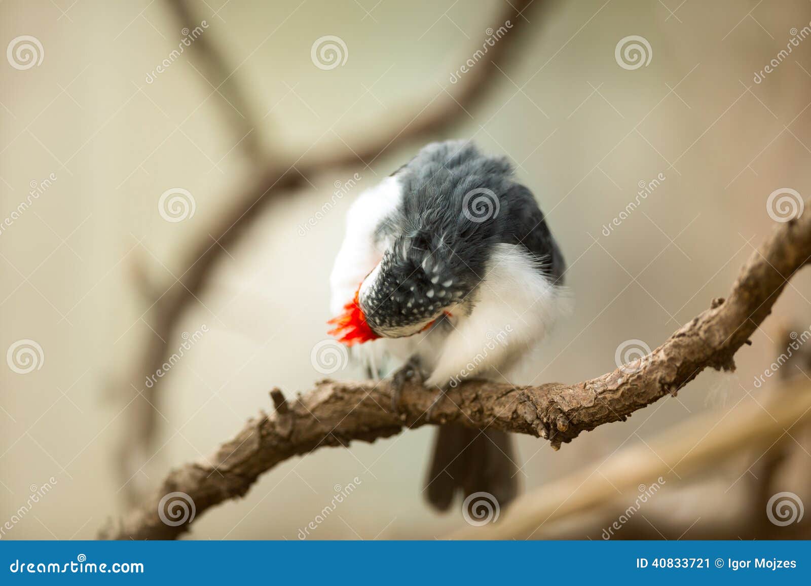 Red-crested bird stock image. Image of coronata, crested - 40833721