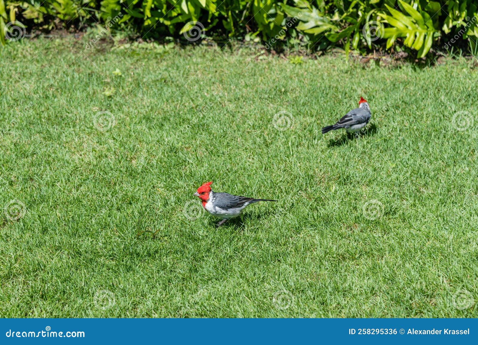 Red Crested Cardinal Birds on the Lawn on Oahu Stock Photo - Image of ...