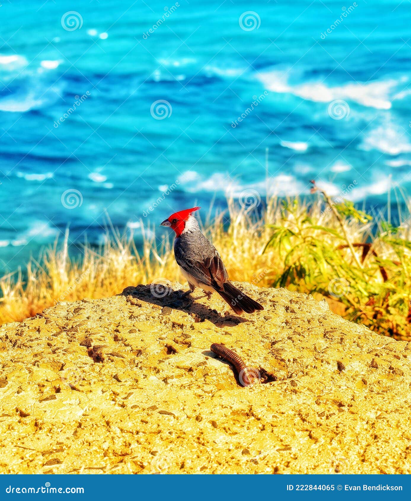 Red Crested Cardinal stock image. Image of shore, diamon - 222844065