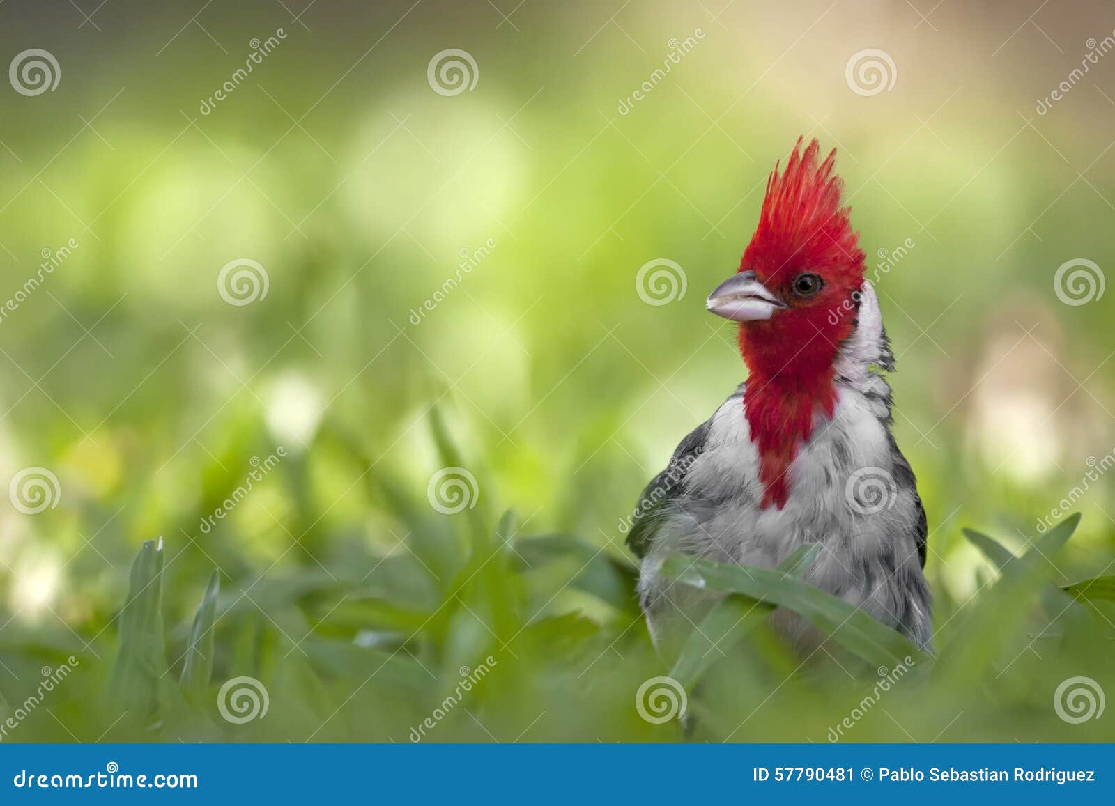 Red Crested Cardinal in Grass Stock Image - Image of standing, nature ...