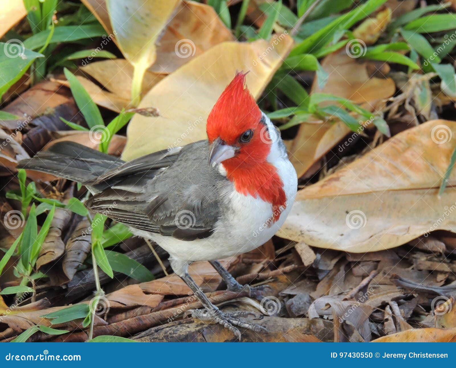 Red-crested Cardinal on the Ground in Grass, Detail Macro with Leaves ...