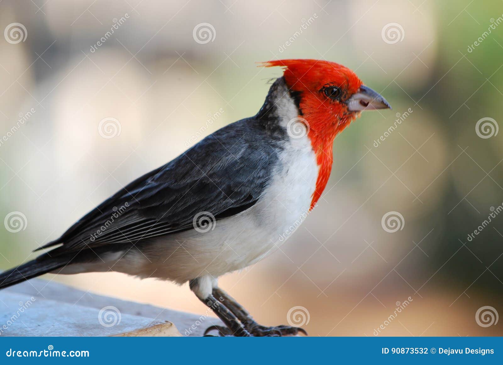 Red Crested Cardinal in Maui Hawaii Stock Photo - Image of animal ...