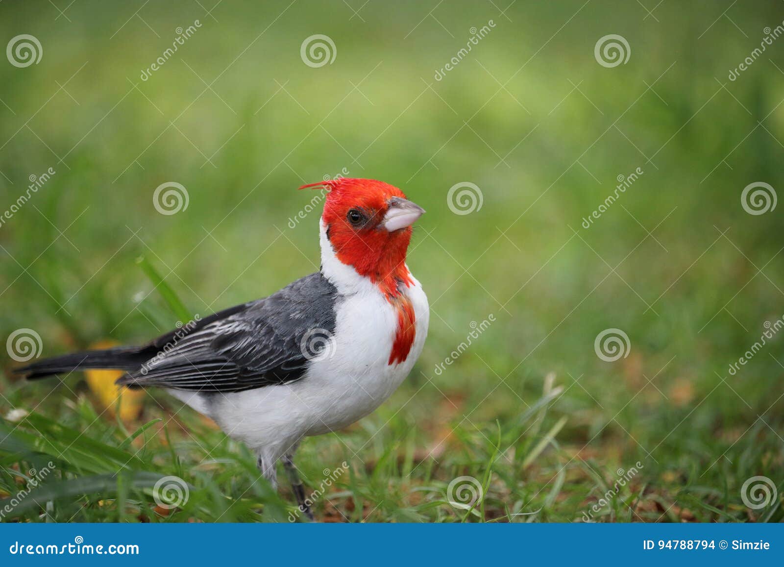 Red-crested Cardinal stock photo. Image of hawaii, paroaria - 94788794