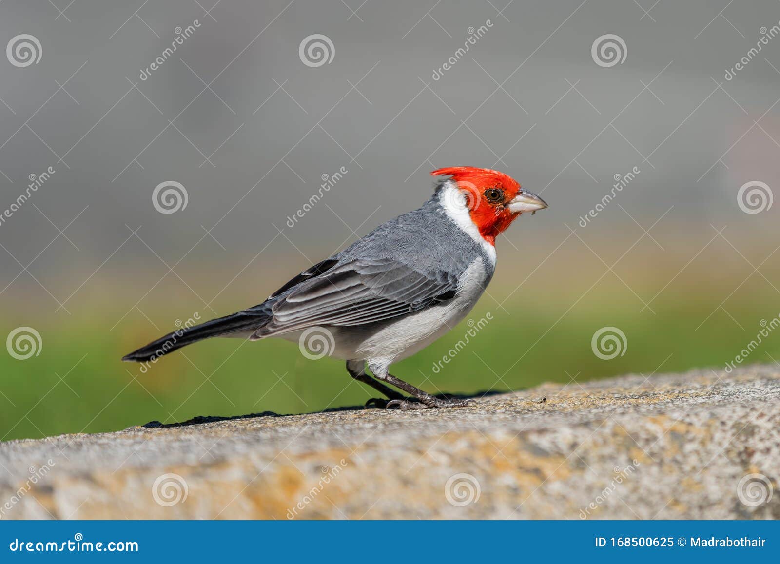 Red-crested Cardinal on Oahu, Hawaii Stock Image - Image of travel ...